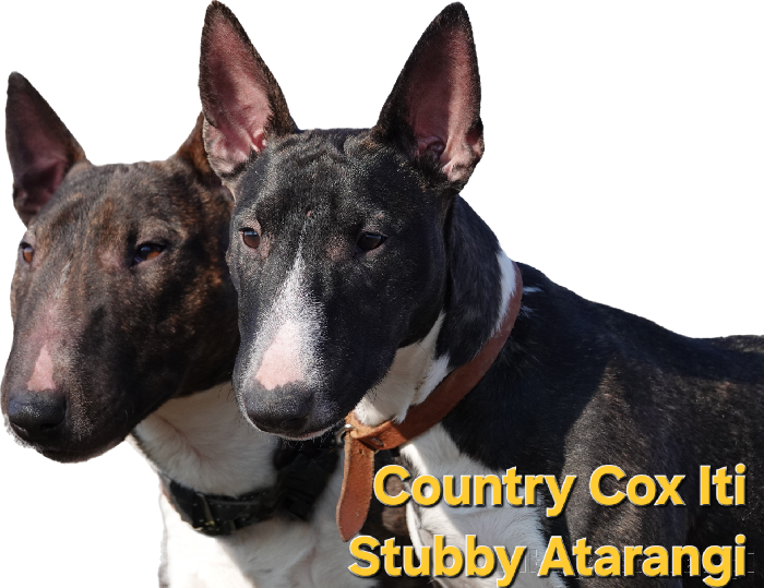 ♀️ Country Cox Iti Stubby Atarangi :: Stubby Atarangi
